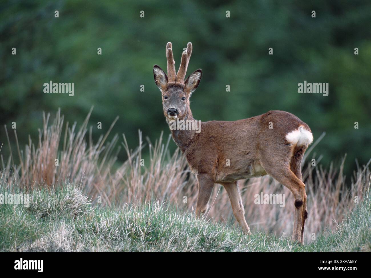 White rump roe deer scotland hi-res stock photography and images - Alamy