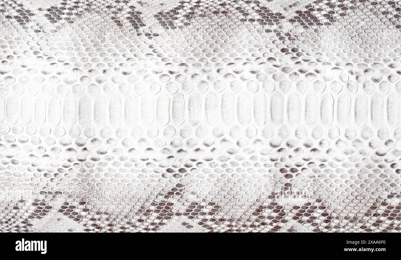 white snake skin texture, reptile leather as background Stock Photo - Alamy