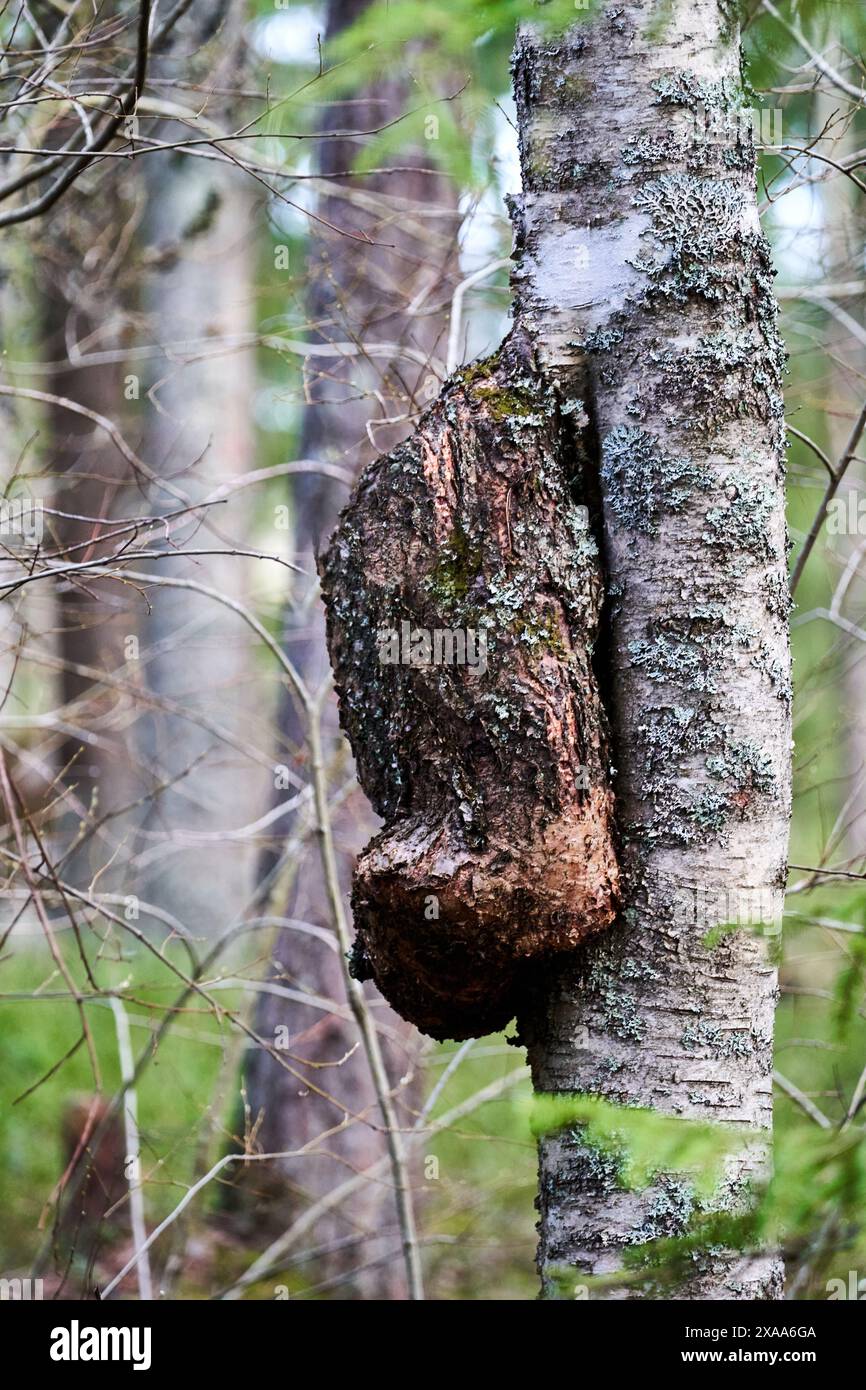 Hanging forest hi-res stock photography and images - Alamy