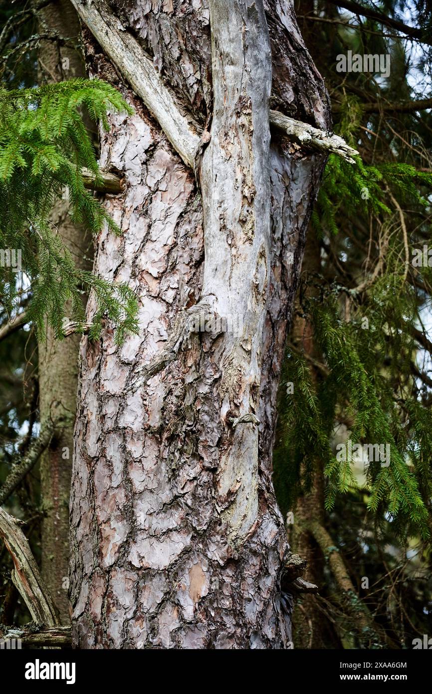 A close-up of an old tree with green branches against other similar ...