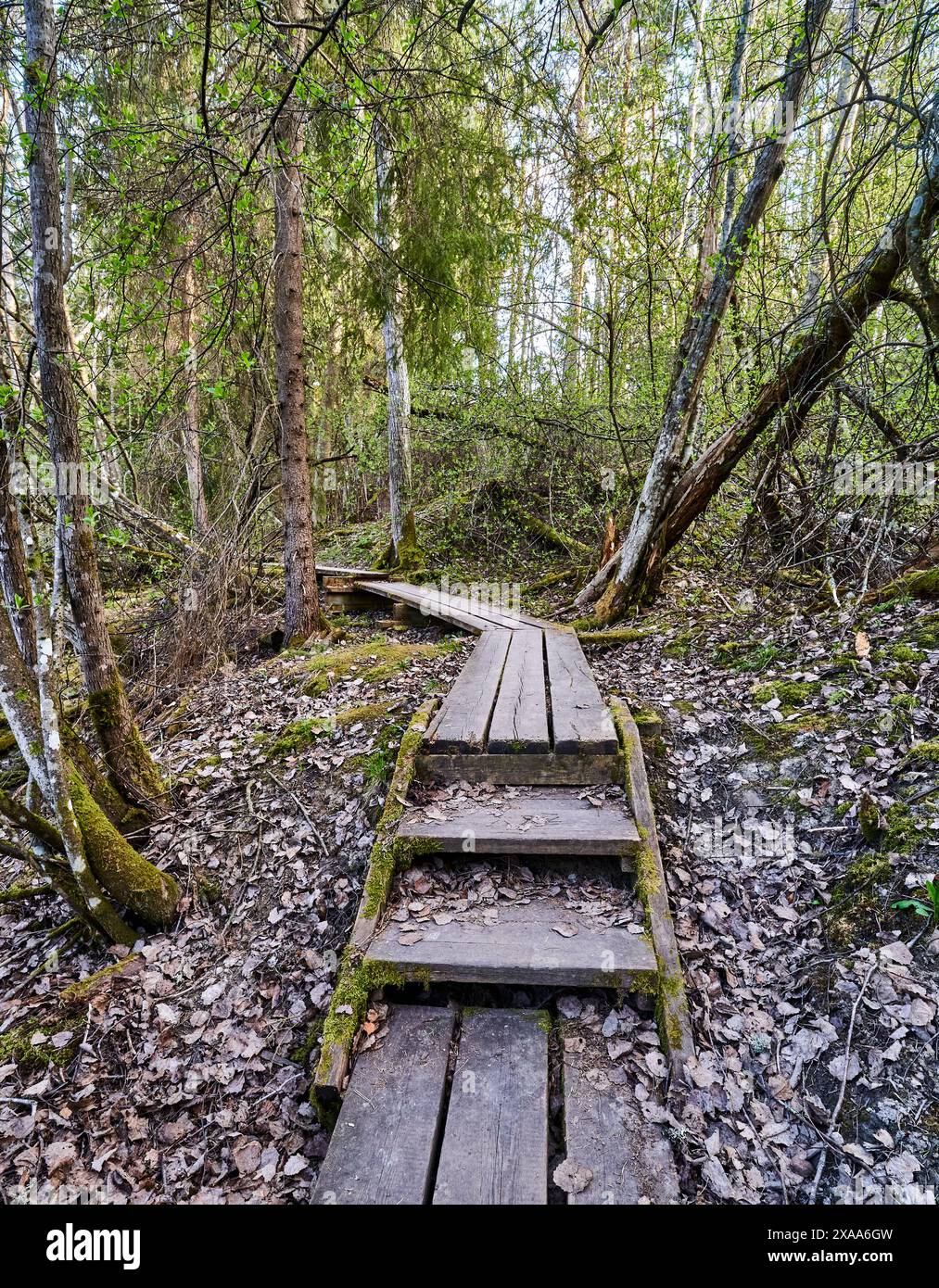 Explore serene forest path winding hi-res stock photography and images ...