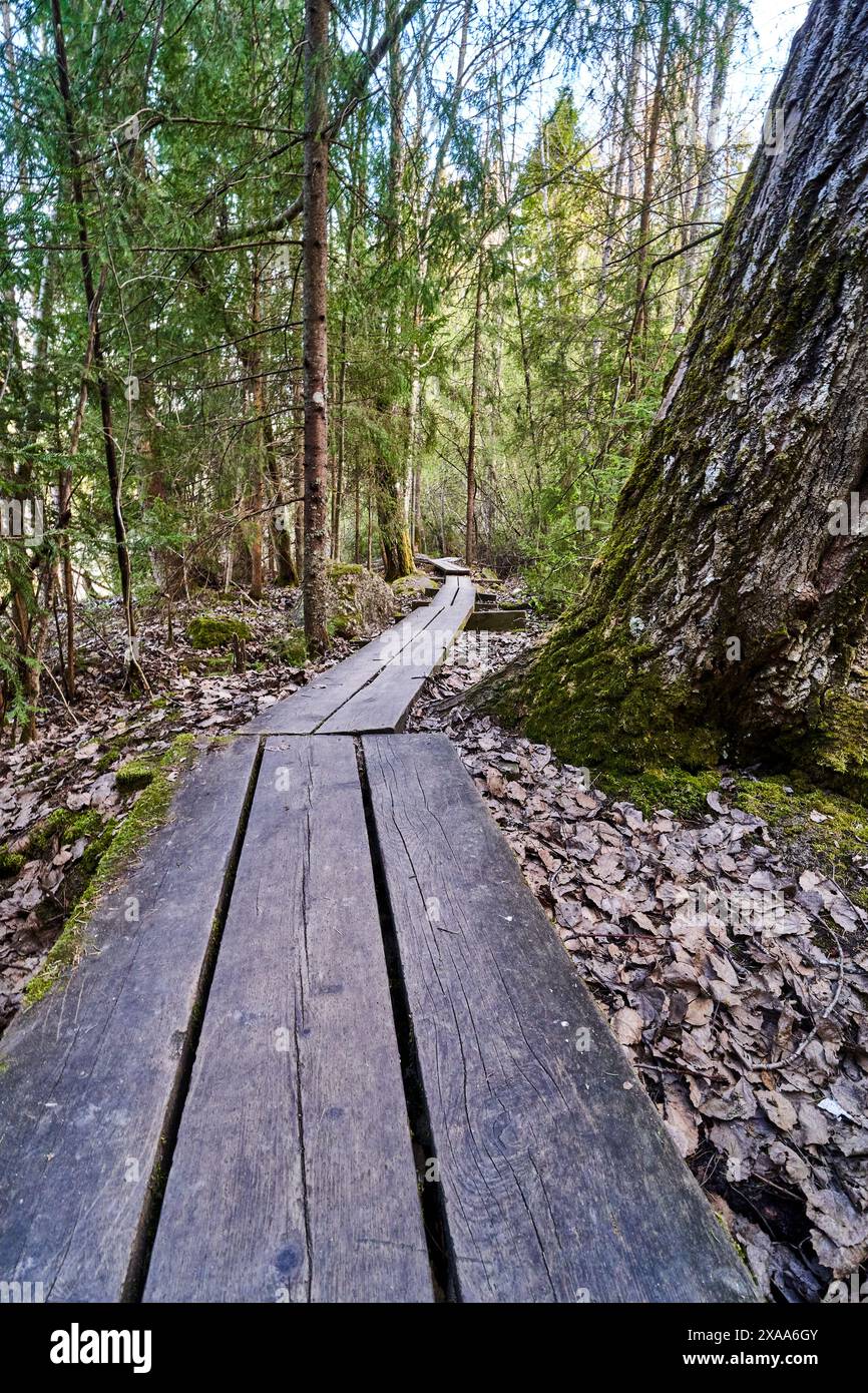 A wooden path winds through a dense forest of towering trees Stock ...