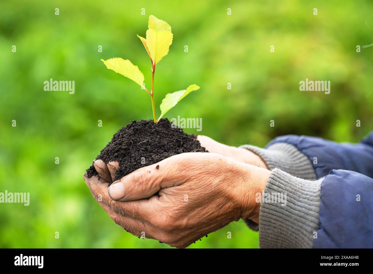 Plant cultivation new life hands hi-res stock photography and images ...
