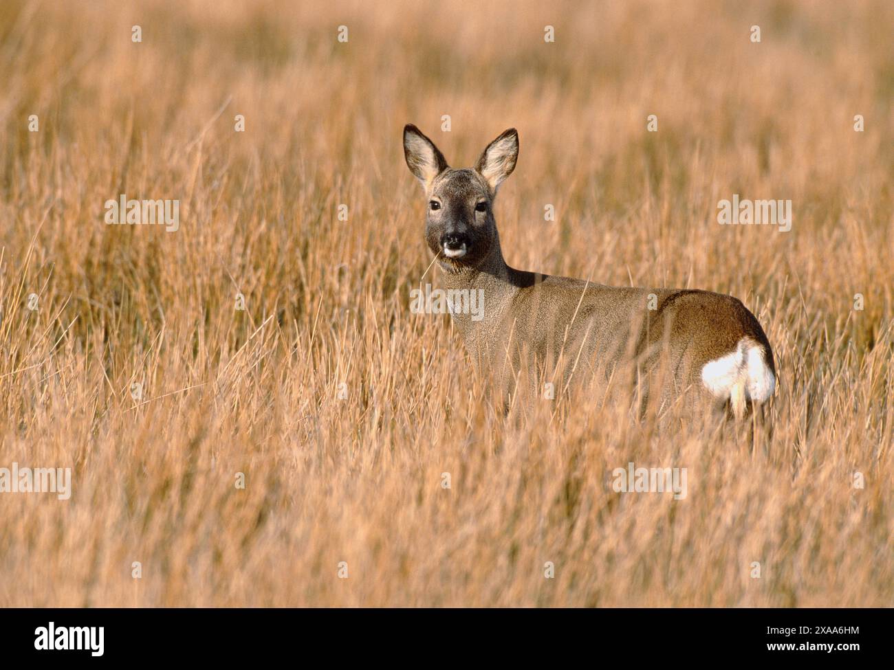Roe Deer (Capreolus capreolus) doe / female in marshy ground at the ...