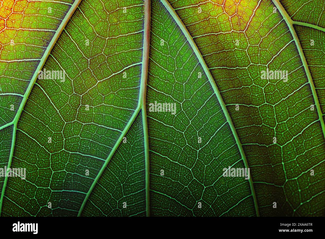 structure of green leaf, eco plant texture background for design Stock ...