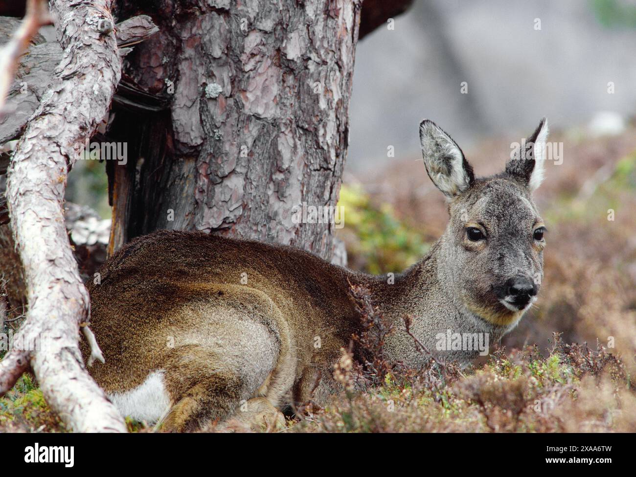Roe Deer (Capreolus capreolus) close-up of doe / female deer in native ...