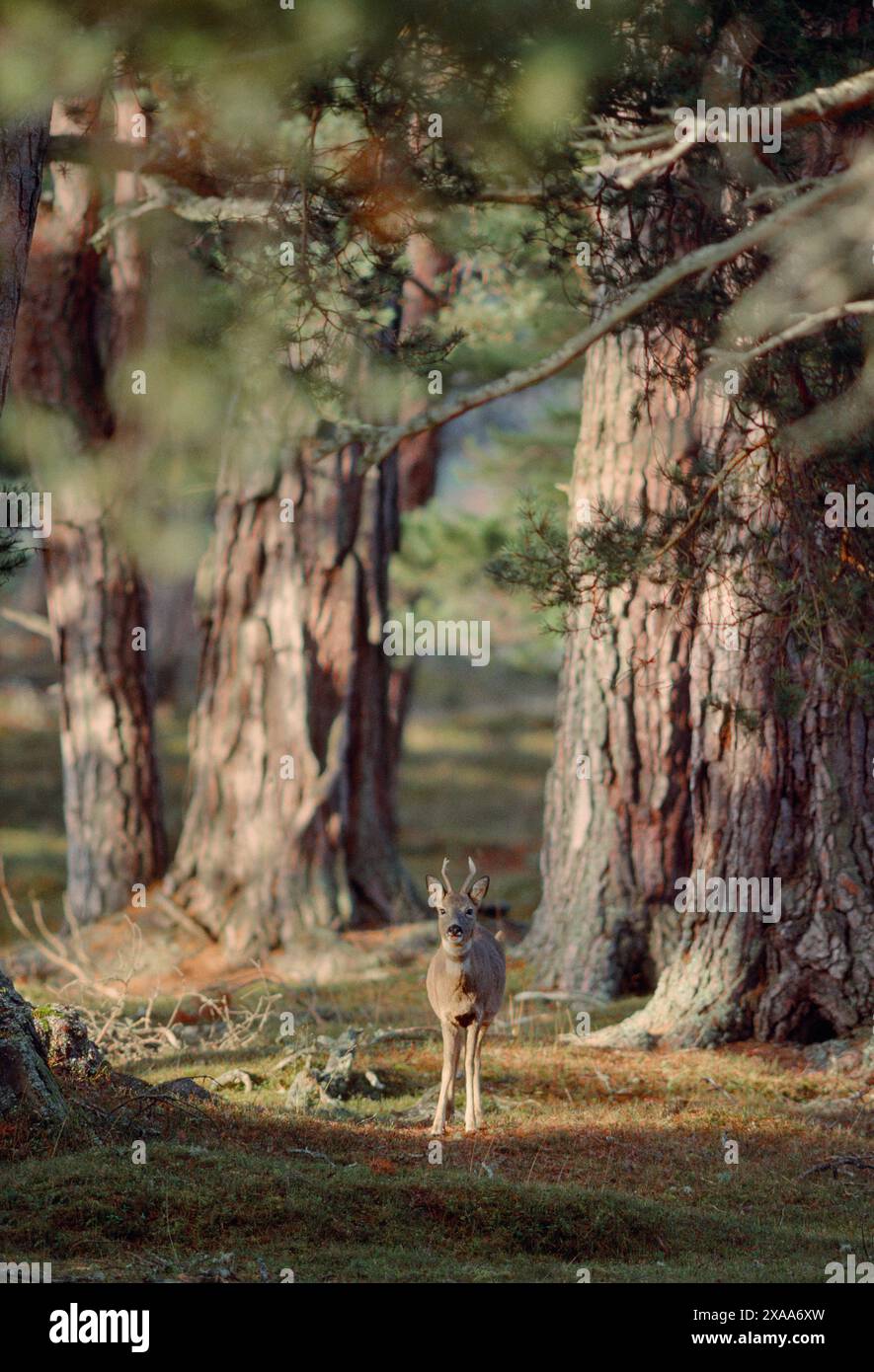 Roe Deer (Capreolus capreolus) buck in native pinewood, upper Deeside ...