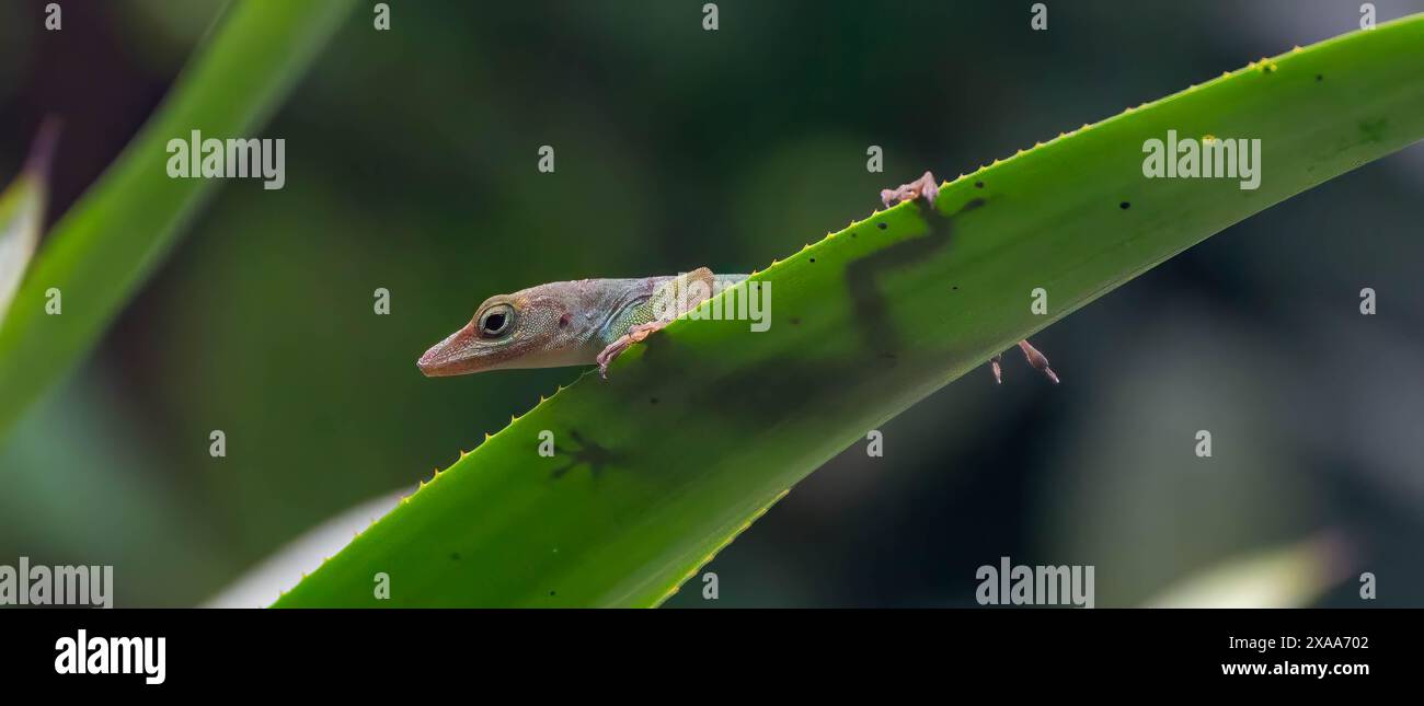 A tiny lizard moving on a leaf in a plant Stock Photo - Alamy