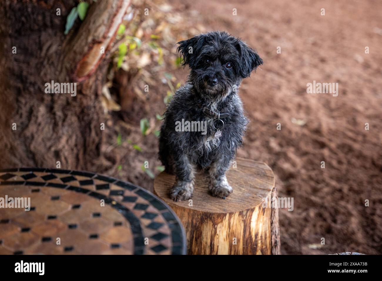 A black canine perched on a tree stump Stock Photo - Alamy