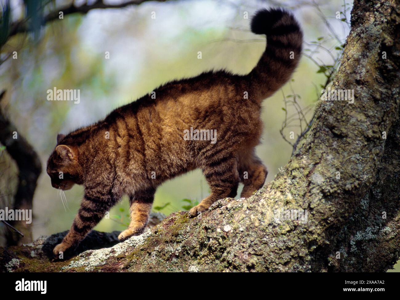Scottish Wildcat (Felis silvestris grampia) semi habituated female in ...