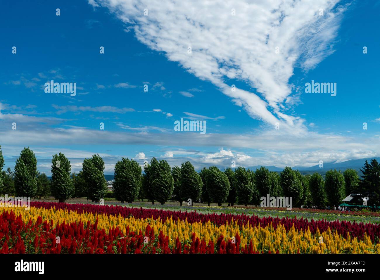 A scenic view of Furano flower field in Hokkaido, Japan Stock Photo - Alamy