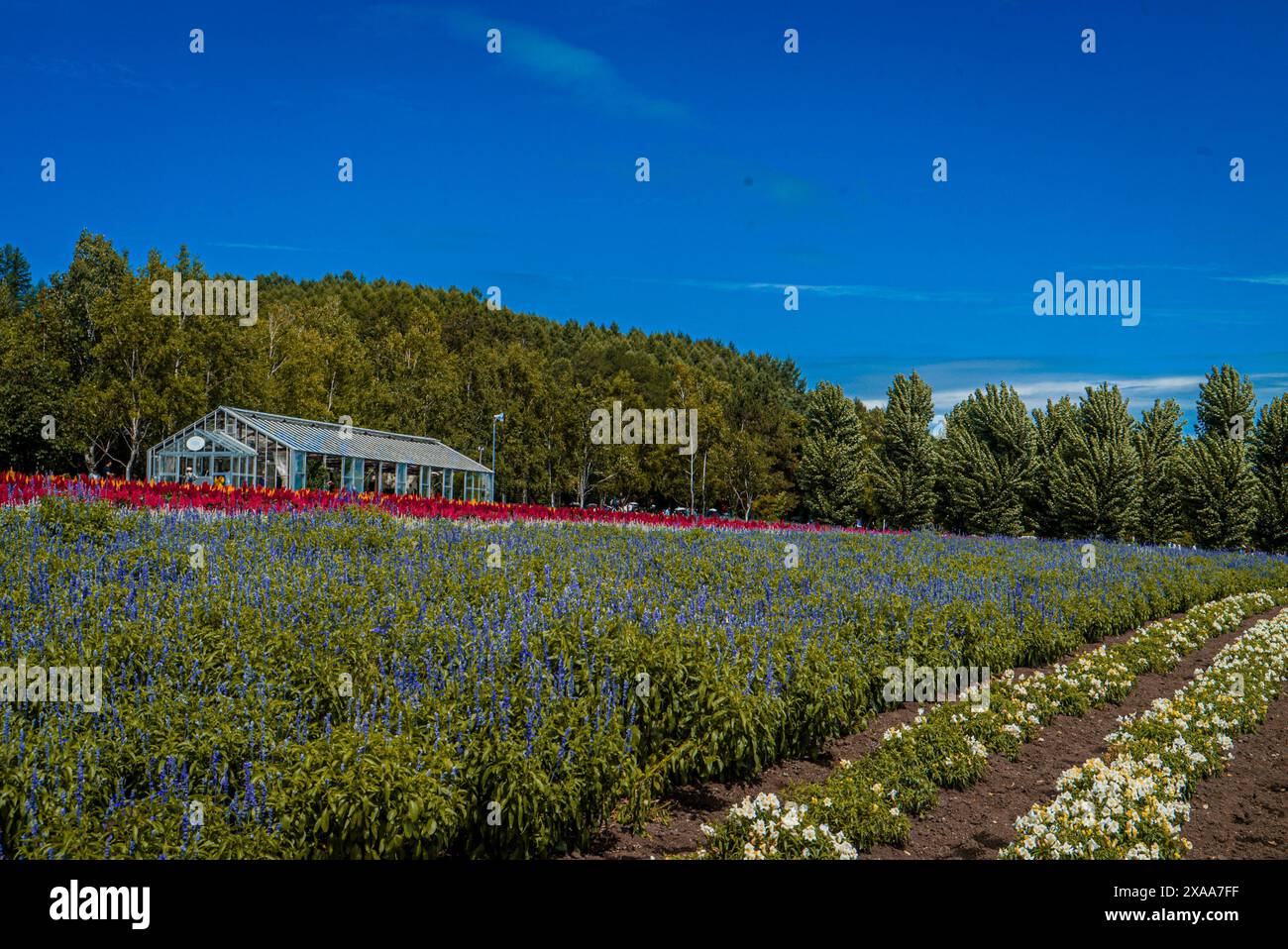 Flowers garden in hokkaido japan hi-res stock photography and images ...