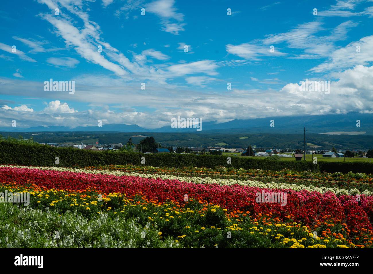 A scenic view of Furano flower field in Hokkaido, Japan Stock Photo - Alamy