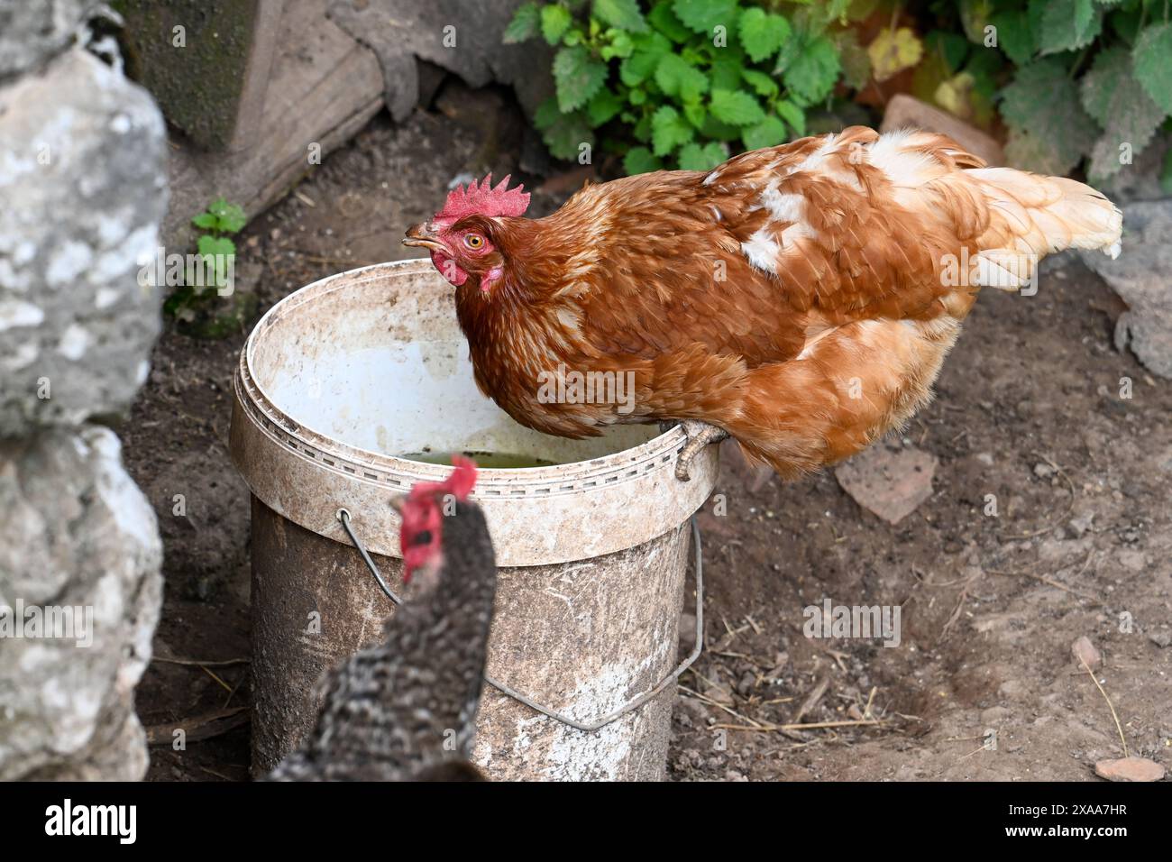 A chicken drinks wat er from a bucket by its trough Stock Photo - Alamy