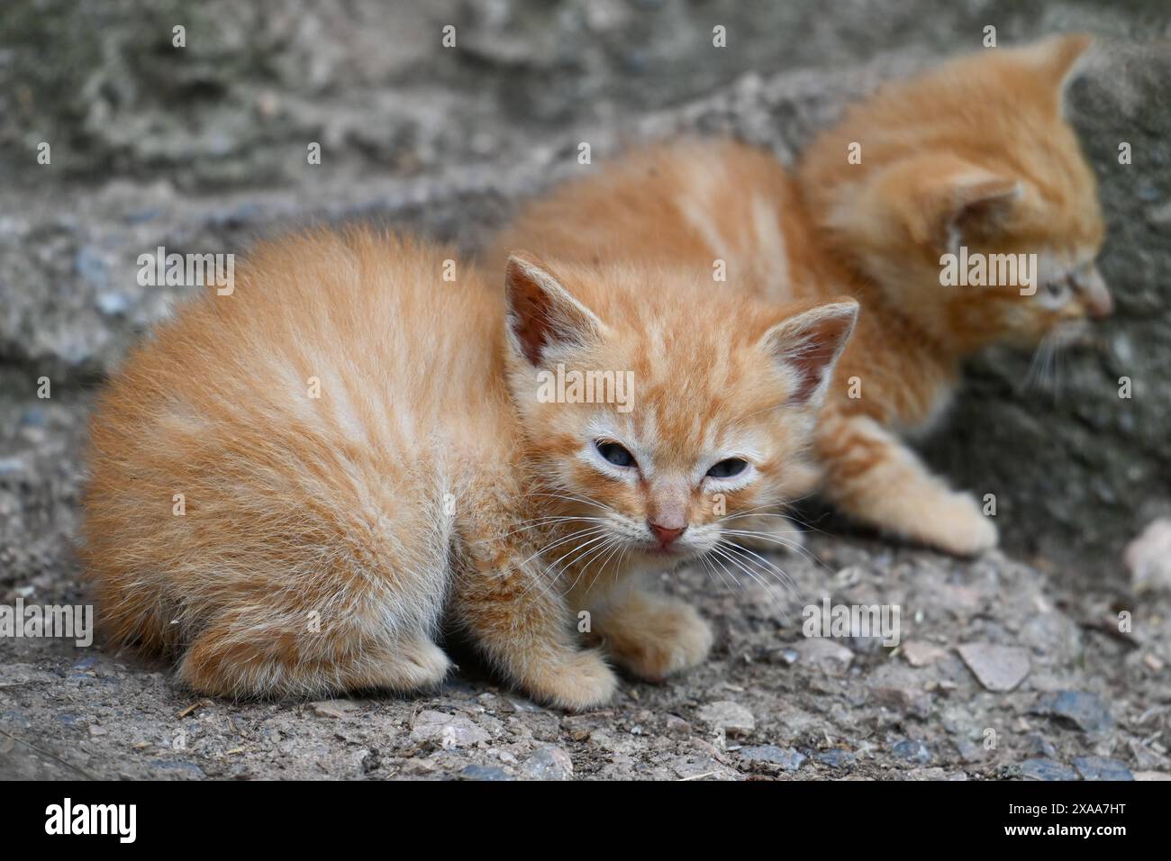 Two cats sit near rocks and bushes Stock Photo - Alamy