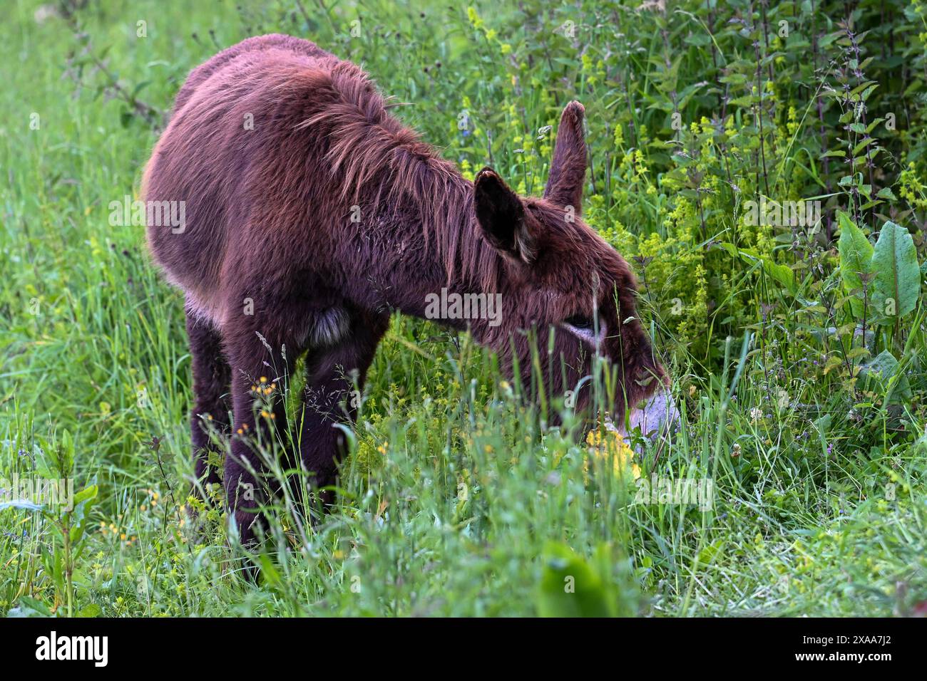 A donkey feeding on tall grass in a field Stock Photo - Alamy