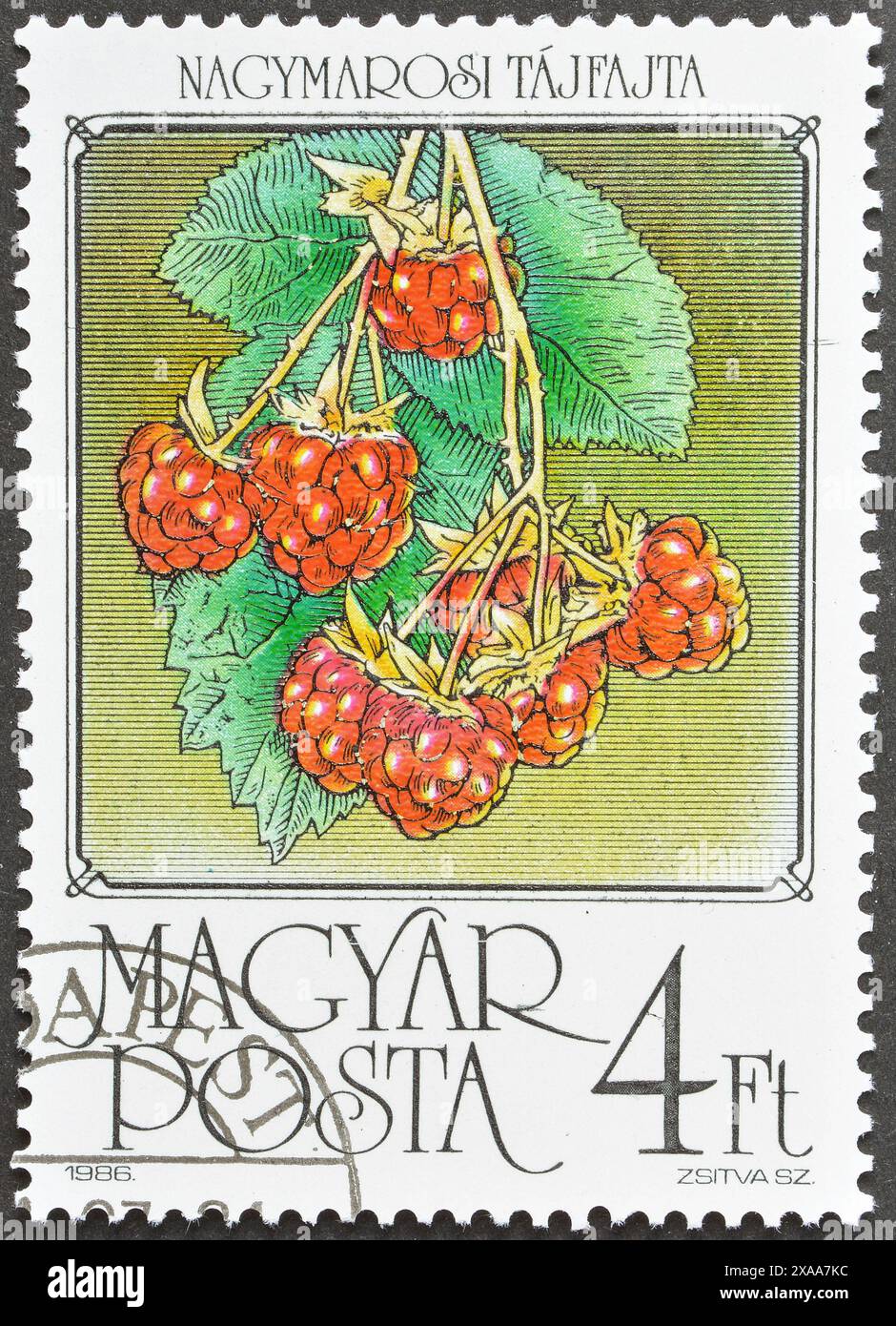 Cancelled postage stamp printed by Hungary, that shows Raspberries ...