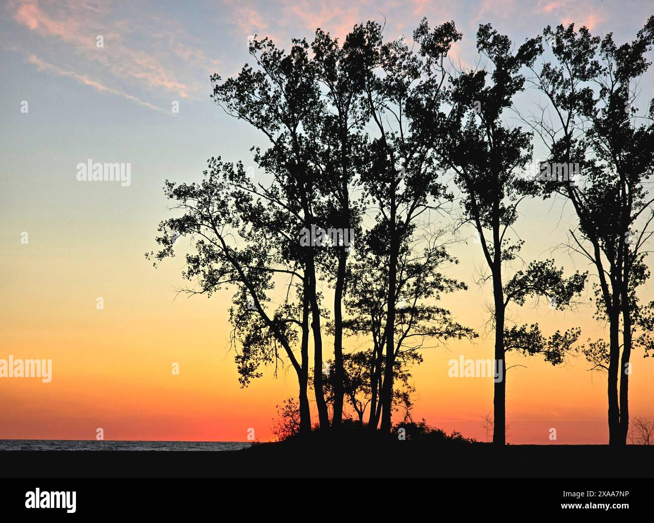 The sunset silhouettes of trees against ocean backdrop. Presque Isle ...