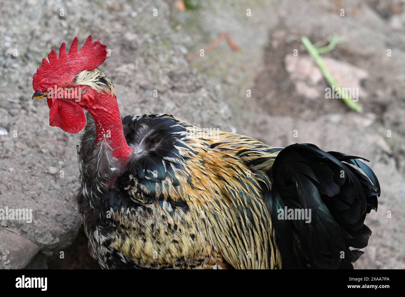 A chicken with vibrant neck plumage Stock Photo - Alamy