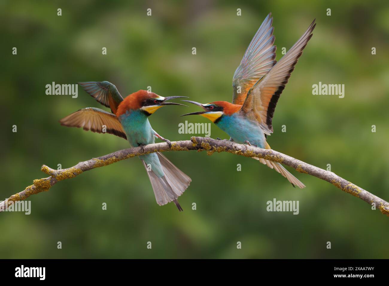 The two birds on a branch in a forest Stock Photo - Alamy