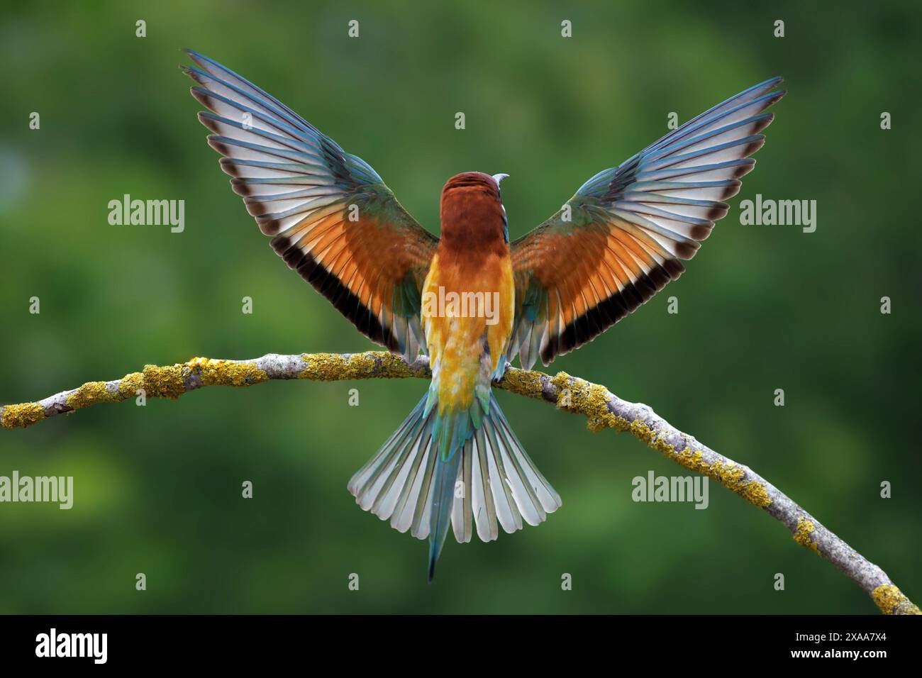 A bird with outstretched wings and vibrant orange head on a tree branch ...