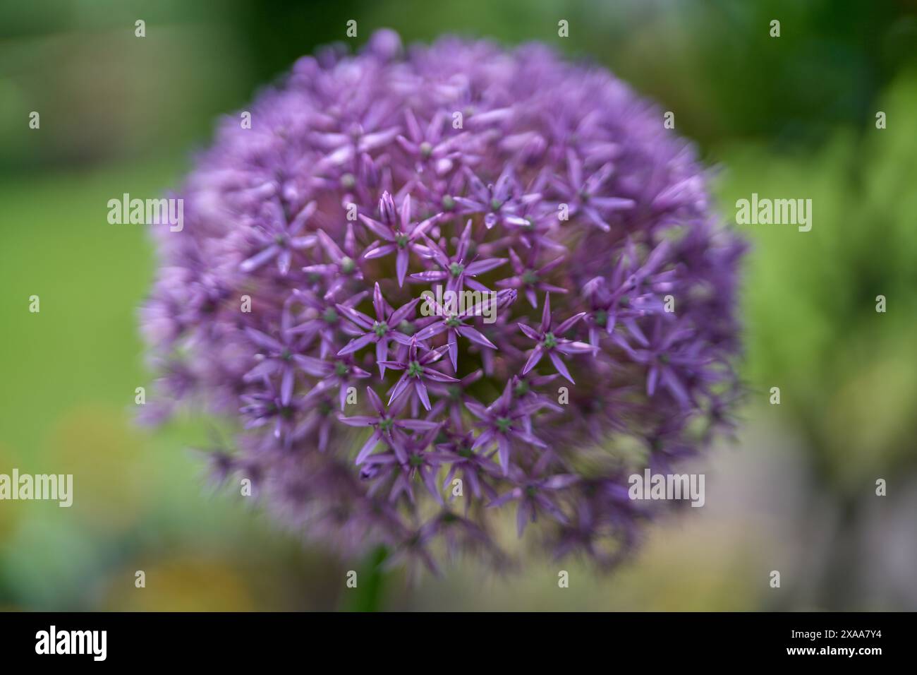 Giant garlic in full bloom Allium giganteum Stock Photo - Alamy