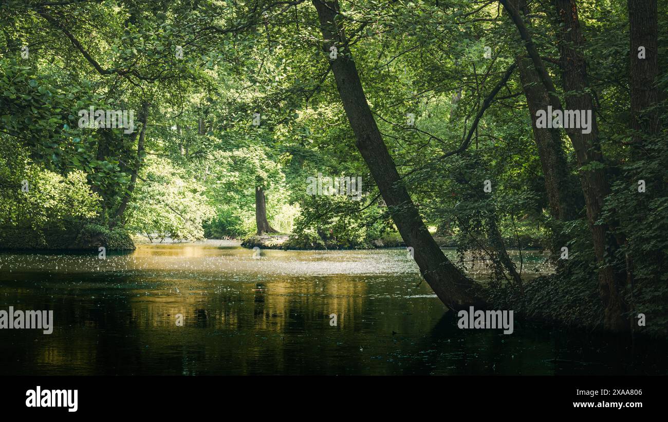 A woodland with trees flanking water on either side Stock Photo - Alamy