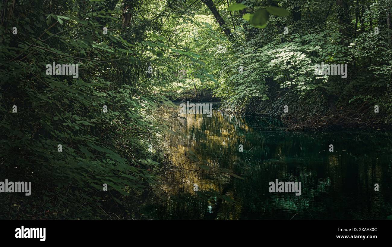A woodland with trees flanking water on either side Stock Photo - Alamy