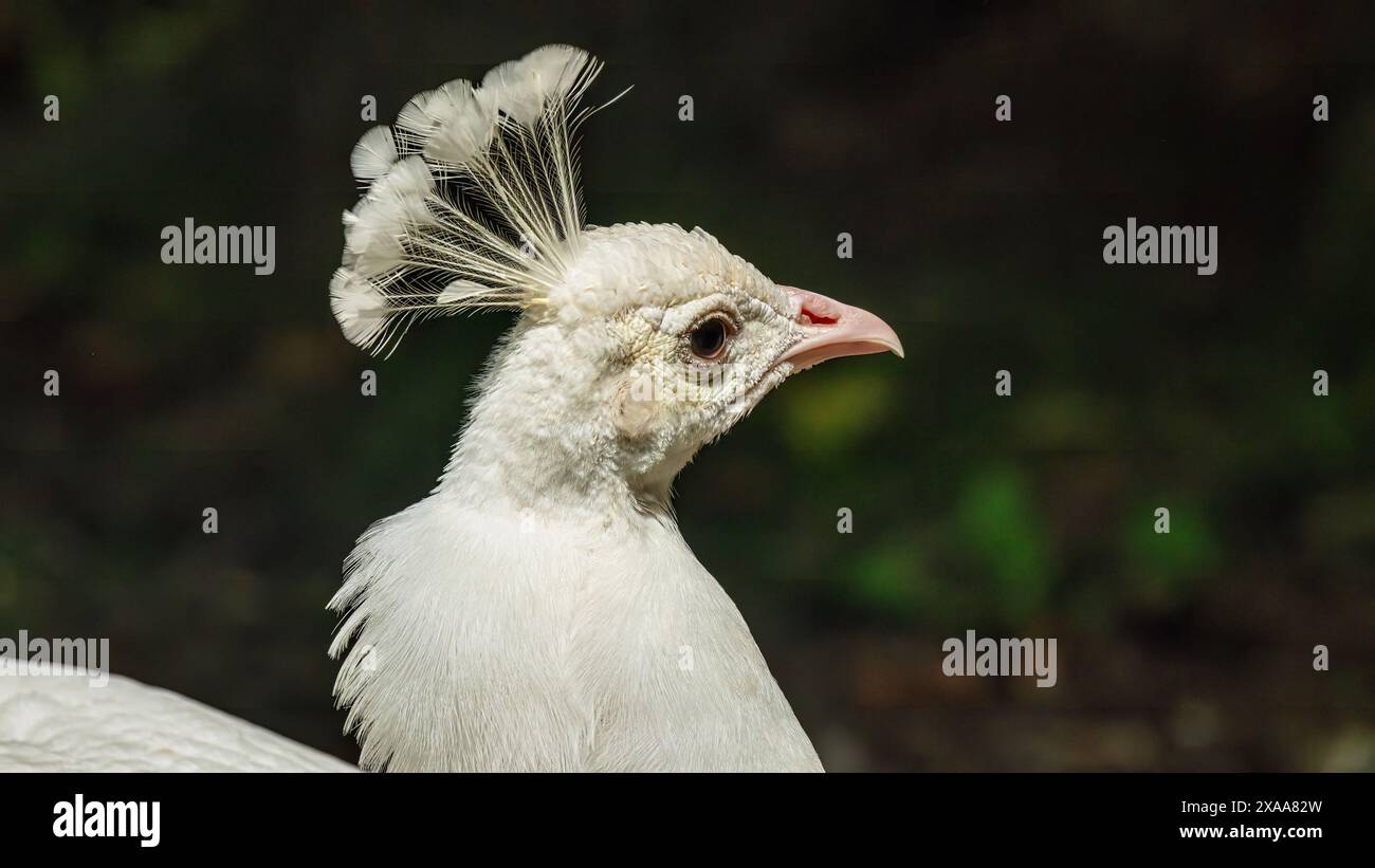 Vibrant plumage shimmering hi-res stock photography and images - Alamy