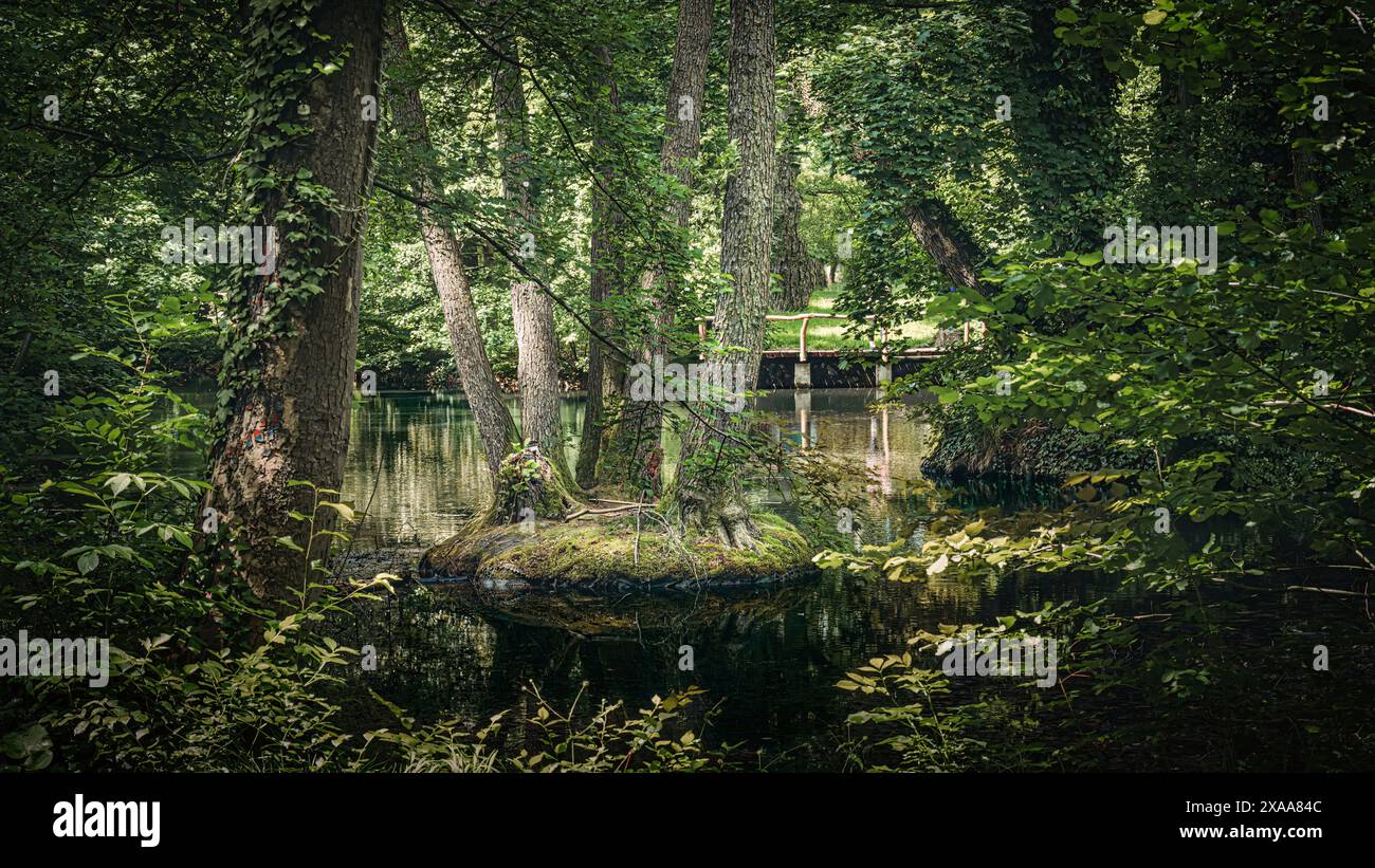 A woodland with trees flanking water on either side Stock Photo - Alamy