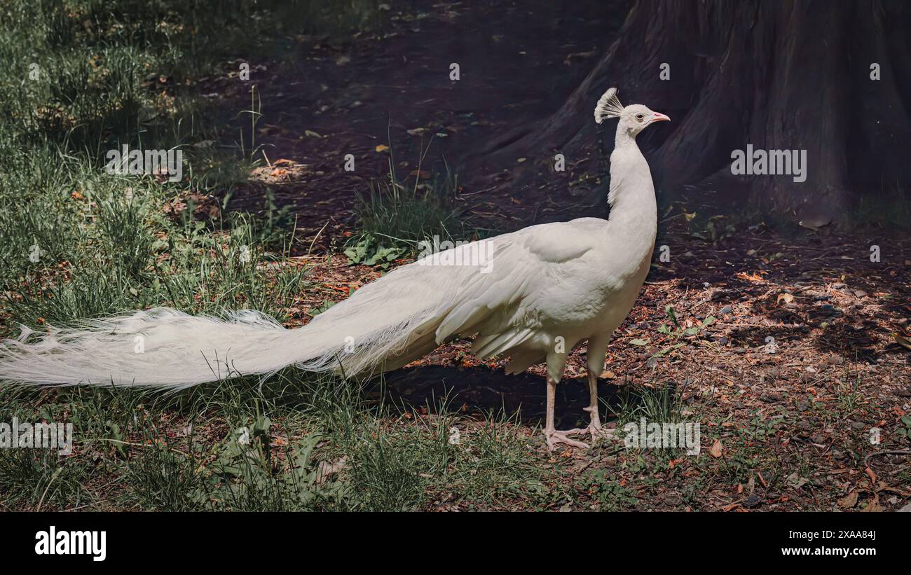 Vibrant plumage shimmering hi-res stock photography and images - Alamy