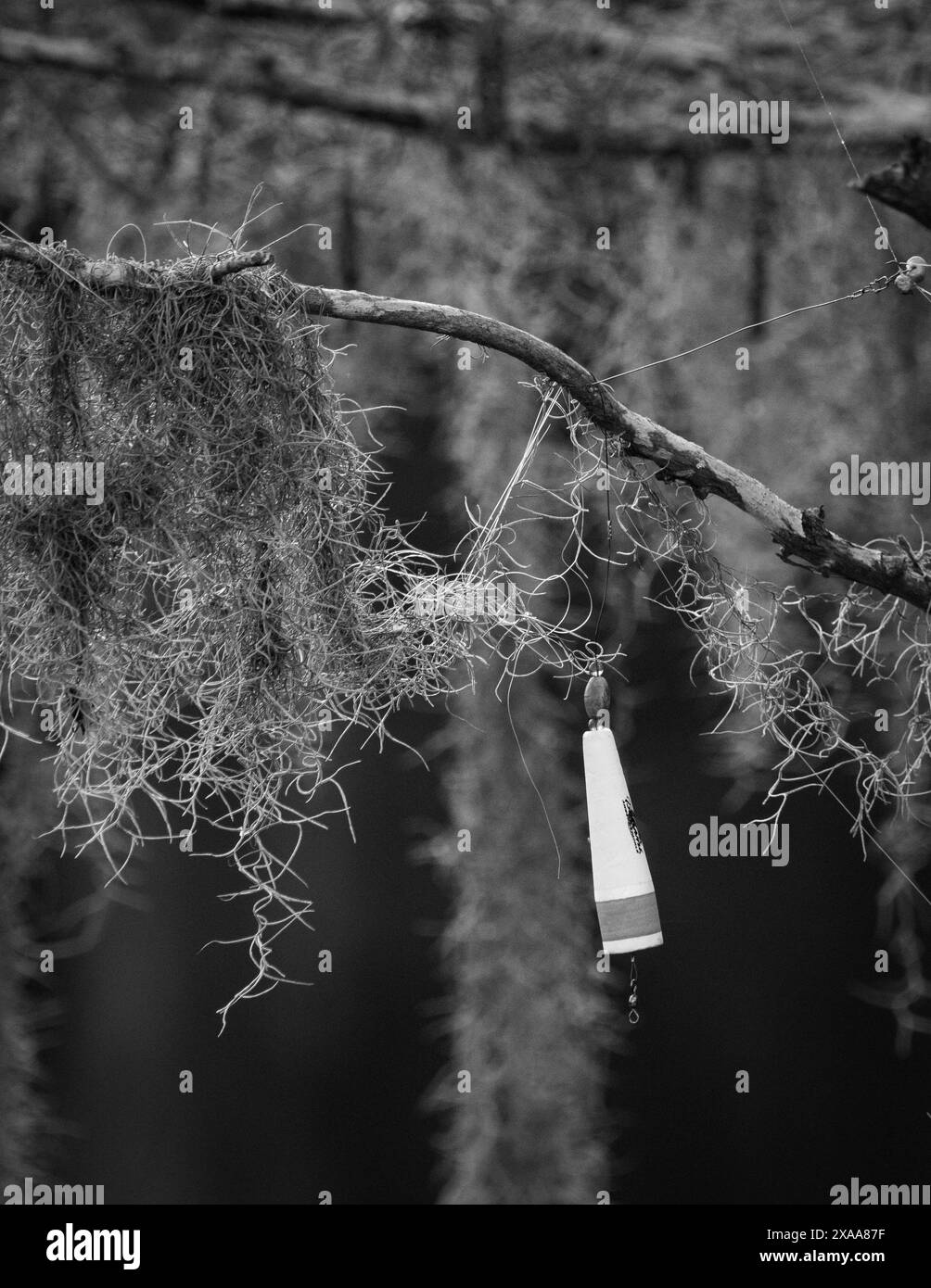 Hanging from plant Black and White Stock Photos & Images - Alamy