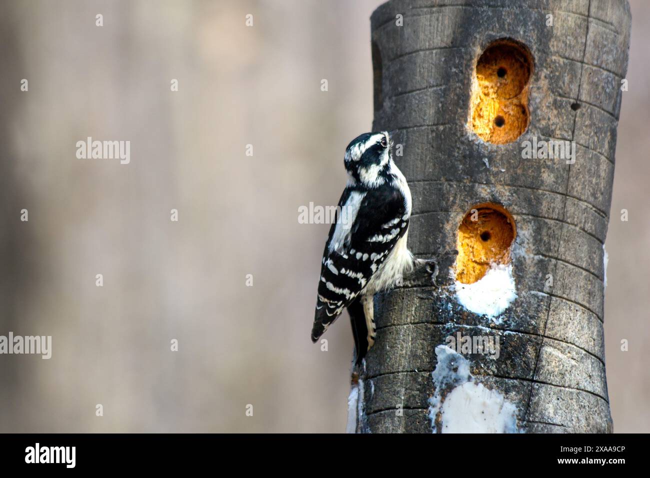 A tiny bird sits on a tree with hollows Stock Photo - Alamy