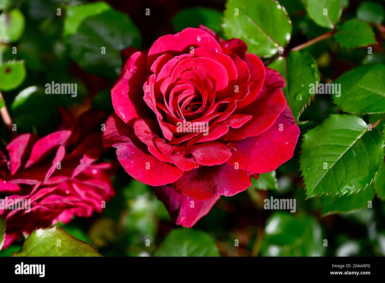 Gypsy hybrid hi-res stock photography and images - Alamy