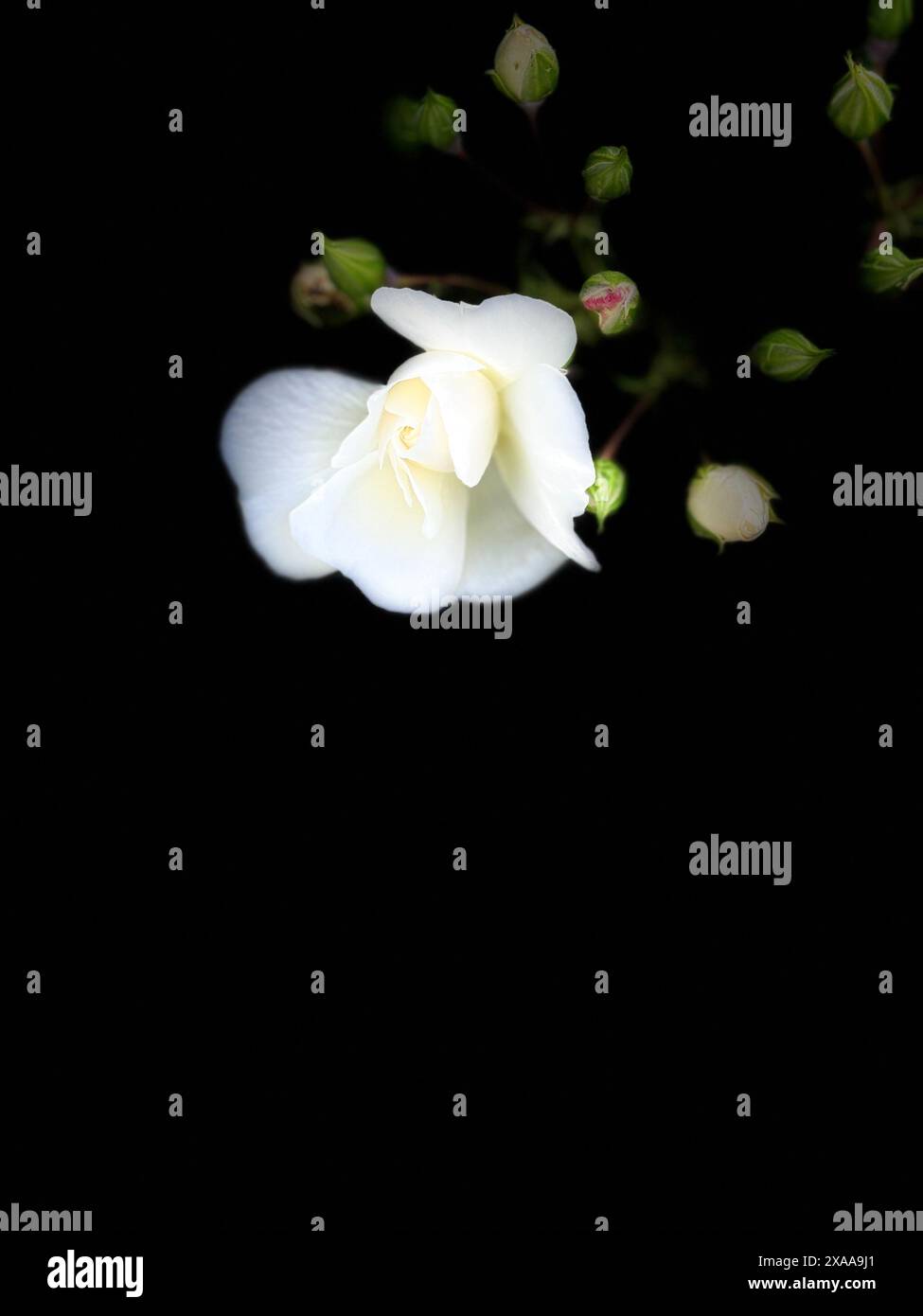 A wite flower with green leaves on black background, isolated with copy ...