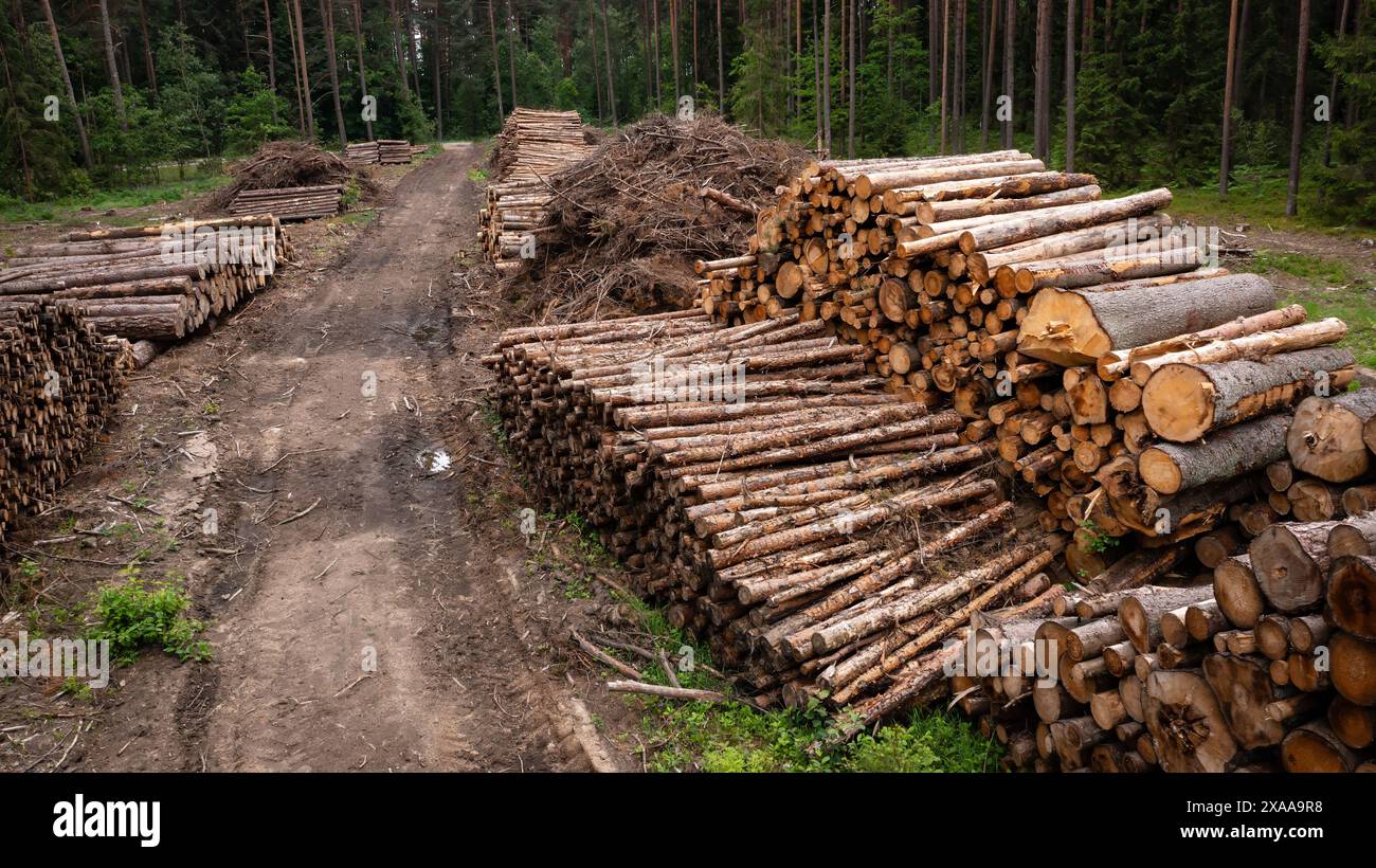 Deforestation in Lithuania. Cutting trees massively. 2024 Stock Photo ...
