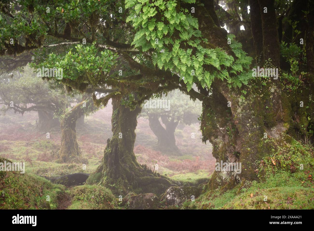 Amidst tall trees two hi-res stock photography and images - Alamy