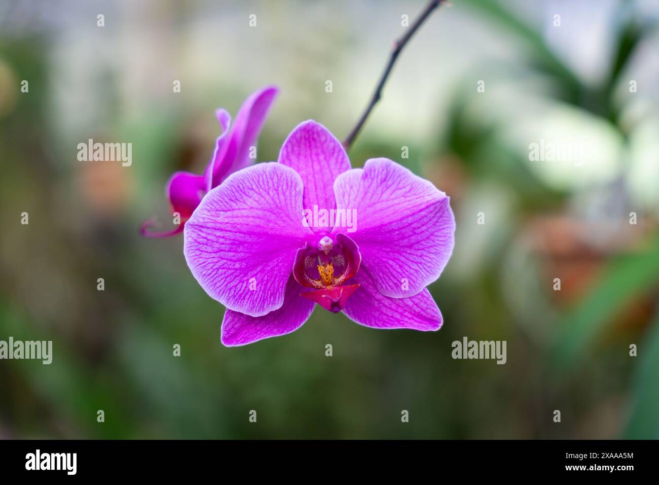 Single flower branch hi-res stock photography and images - Alamy