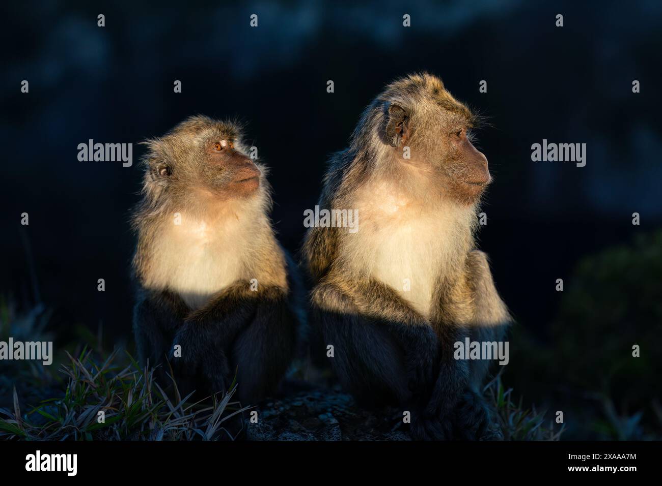 The monkeys sit on the ground at dusk, gazing at something in the ...