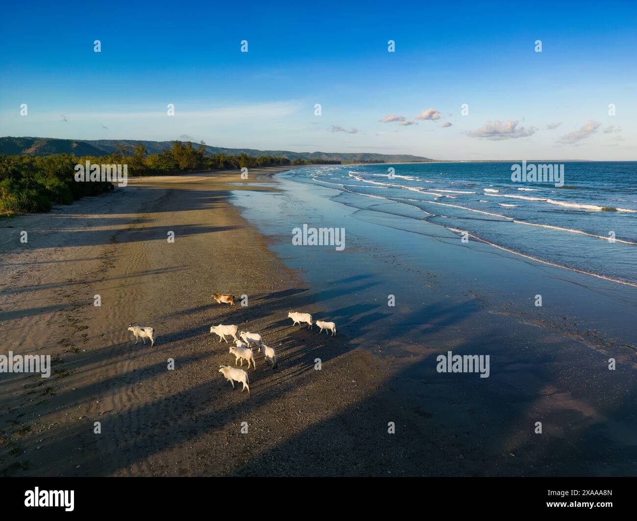 The cows strolling on beach sand next to the foamy waves of the sea ...