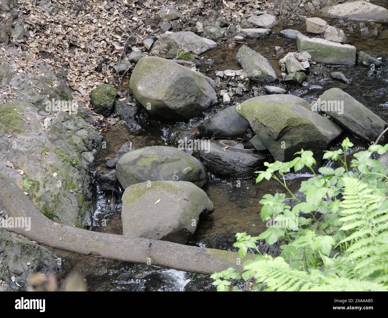 A flowing stream in a forest with rocks and trees Stock Photo - Alamy