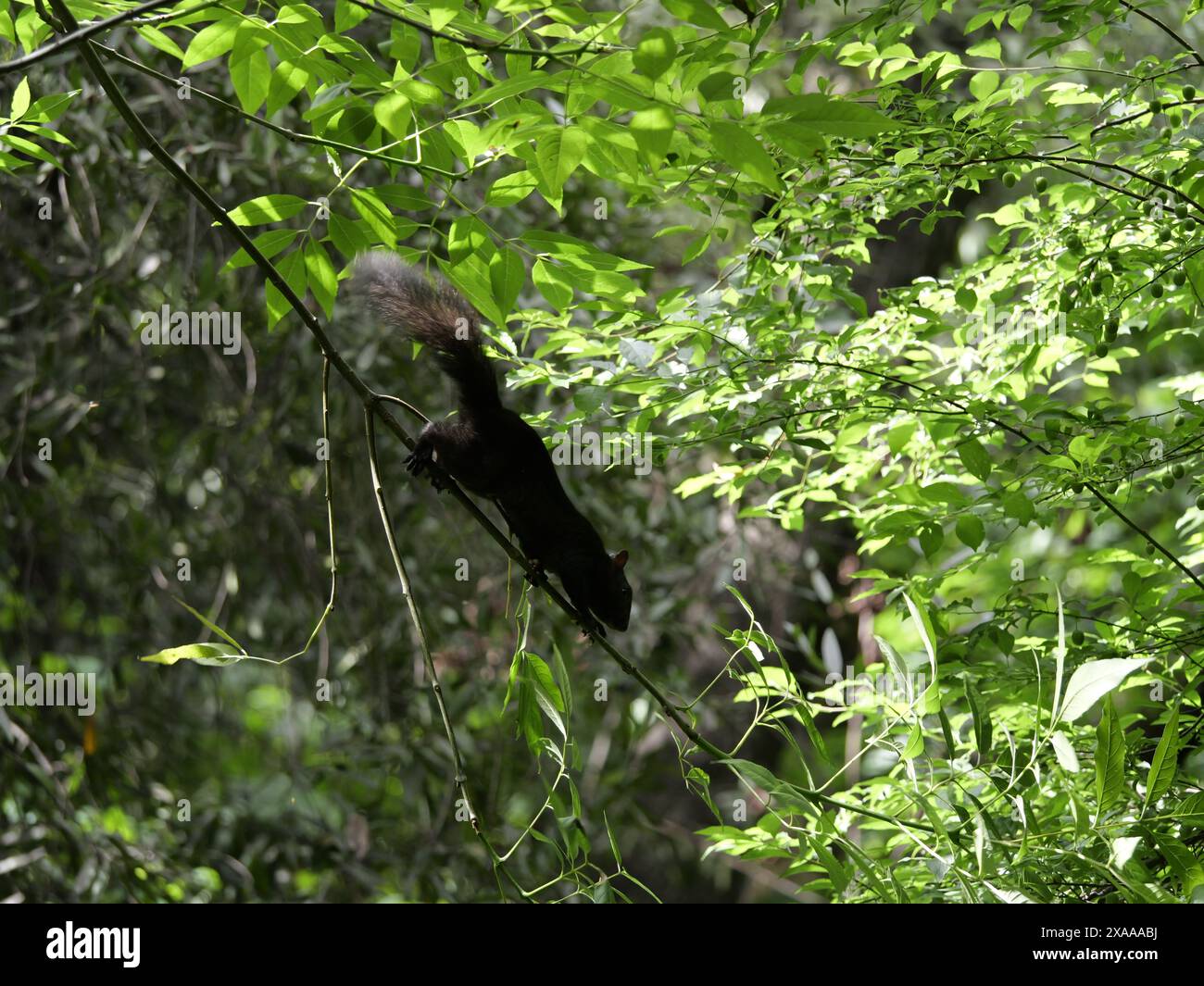 A squirrel in the shade on a tree branch in the forest Stock Photo - Alamy