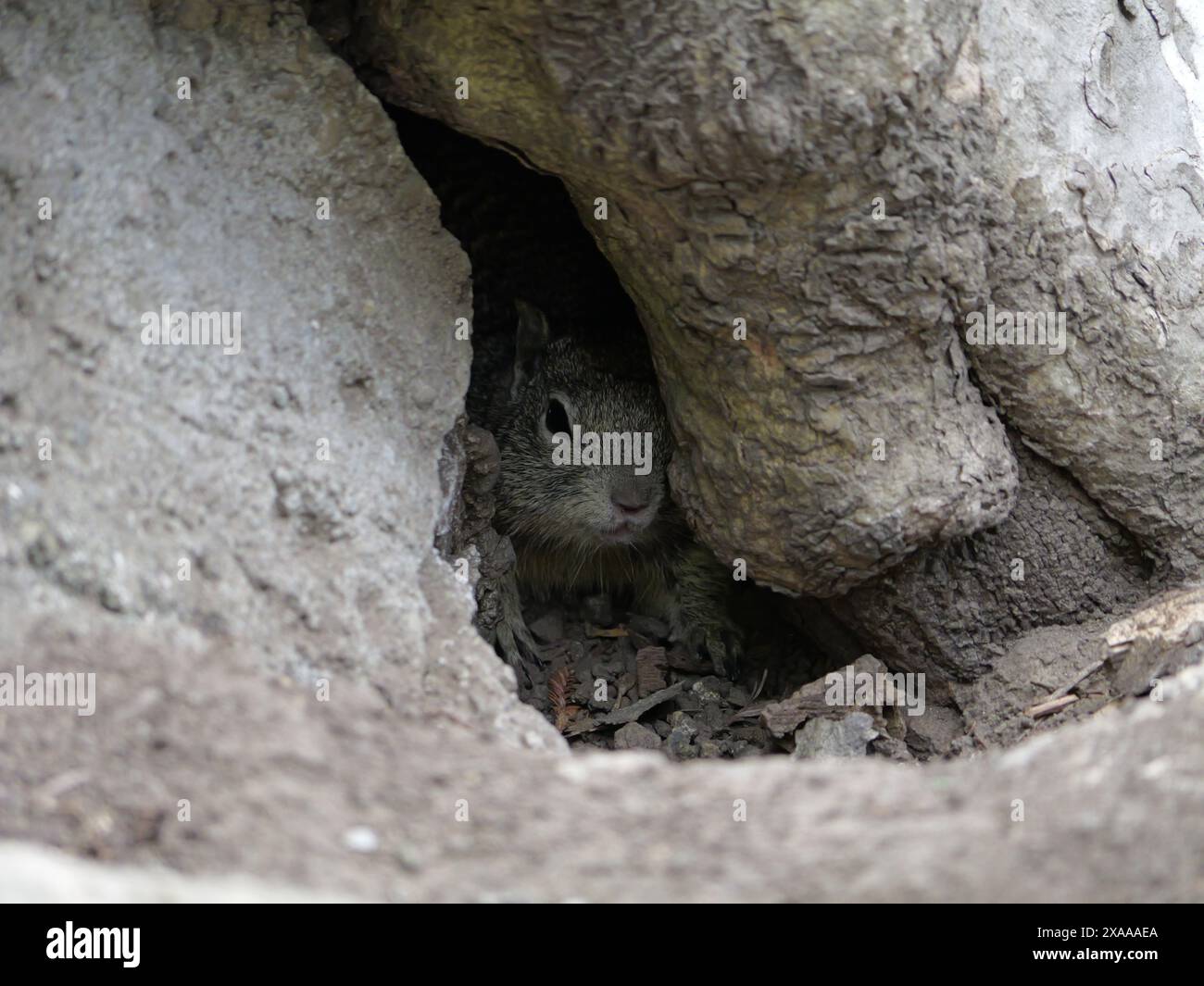 A brown squirrel sitting in the trunk of a tree Stock Photo - Alamy
