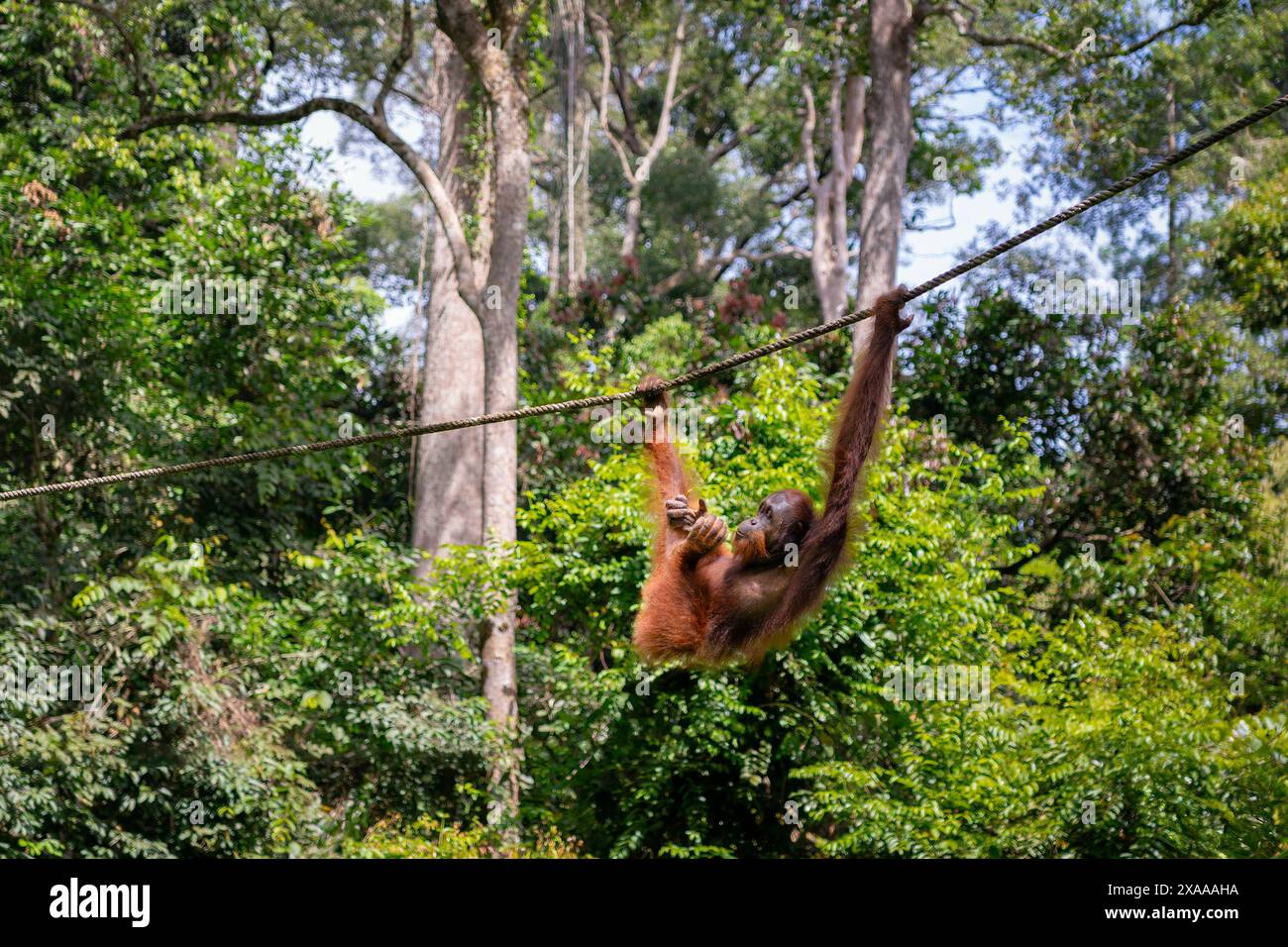 Endangered primate rescue centre hi-res stock photography and images ...