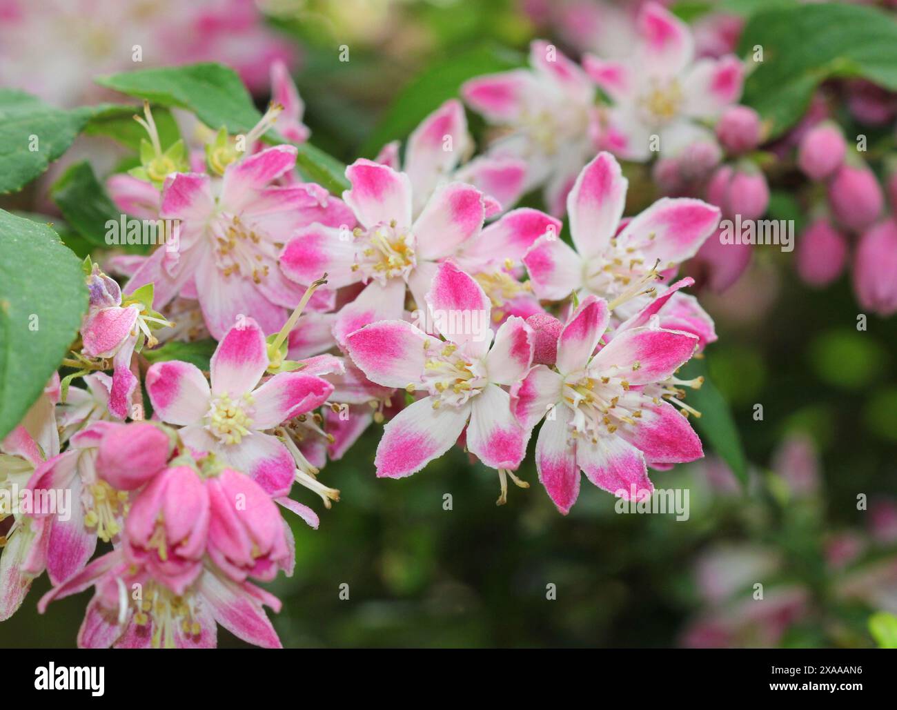 A close up of the flowers of Deutzia x hybrida 'Strawberry Fields ...