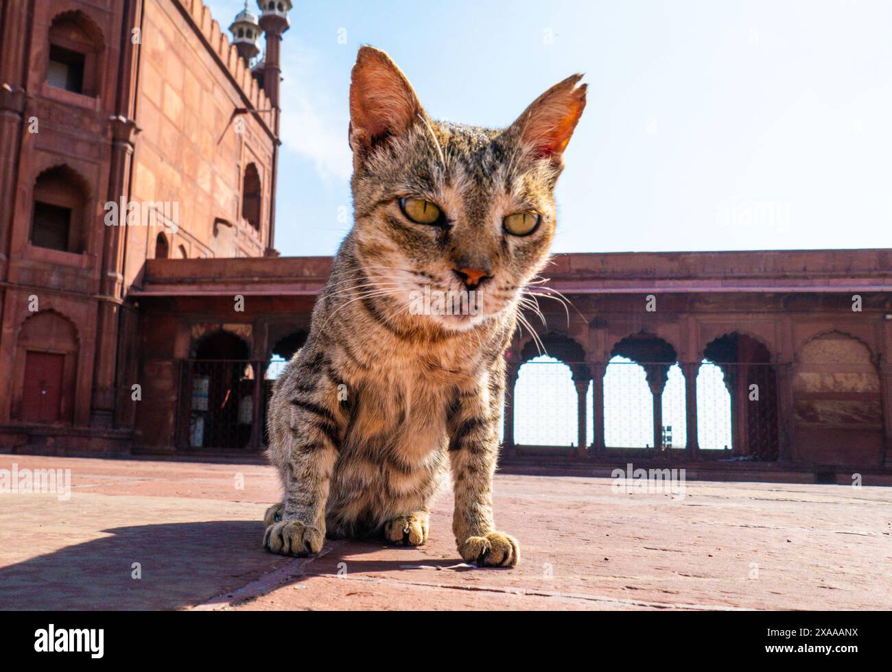 A cat in Jama Masjid mosque, India Stock Photo - Alamy