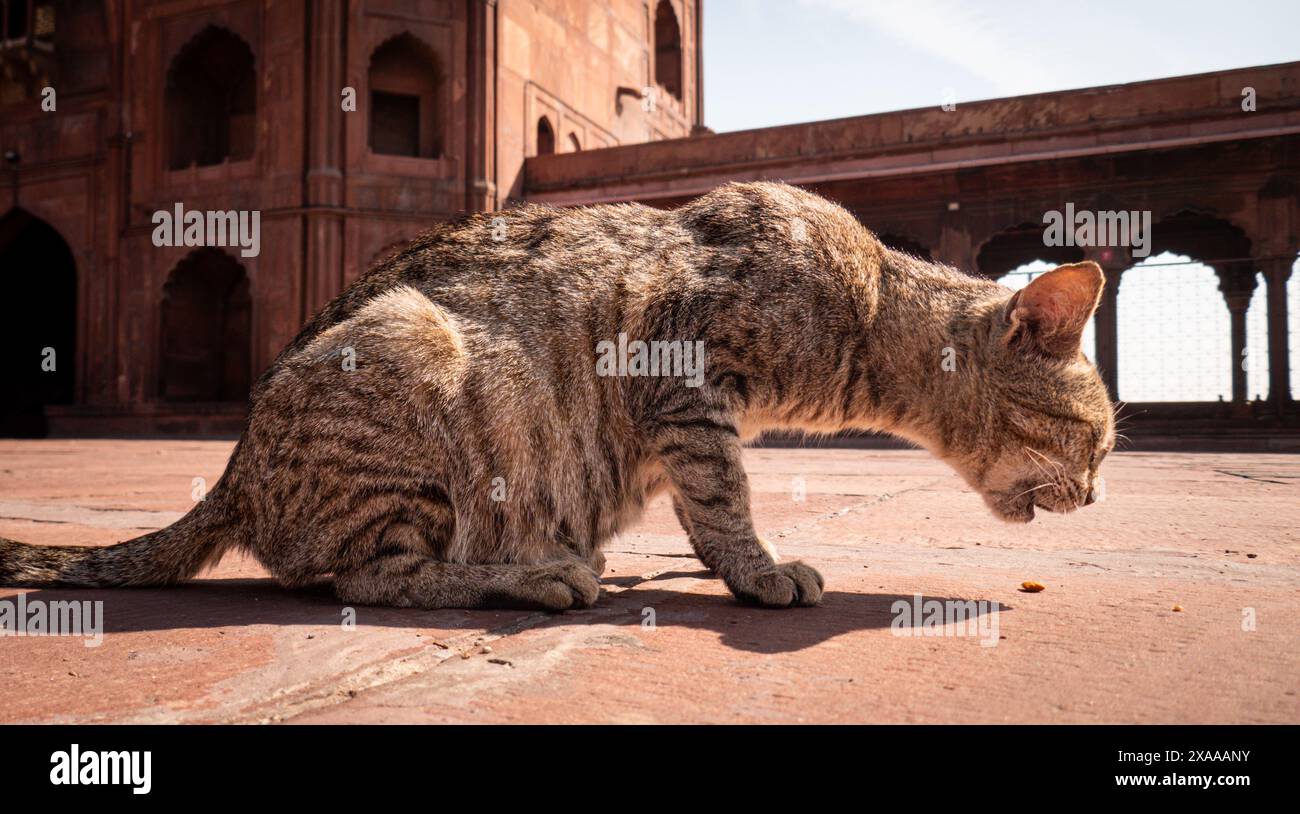 A cat in Jama Masjid mosque, India Stock Photo - Alamy