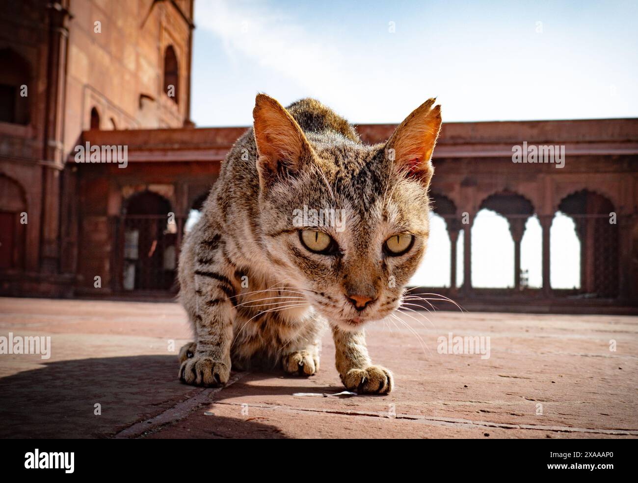 A cat in Jama Masjid mosque, India Stock Photo - Alamy