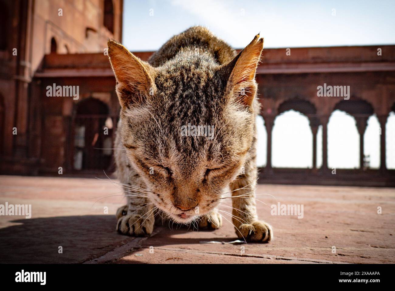A cat in Jama Masjid mosque, India Stock Photo - Alamy