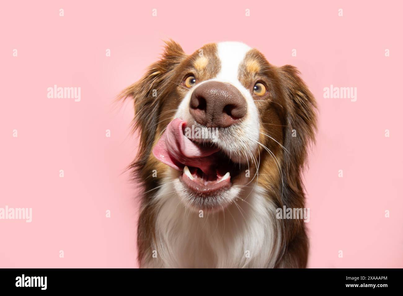 Portrait hungry Australian Shepherd dog puppy licking its lips with ...